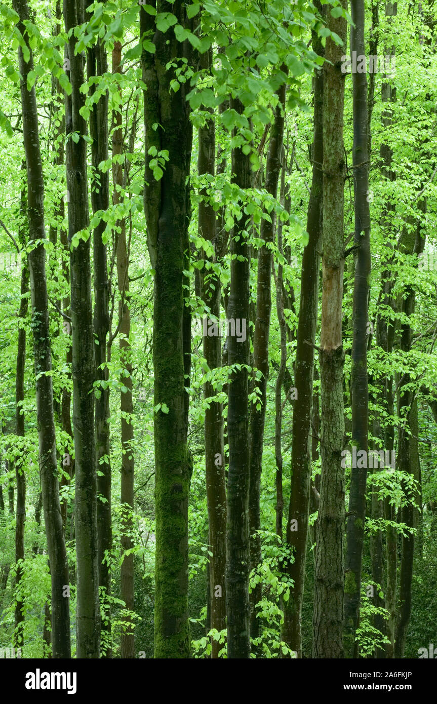 Beech Tree trunks, Devon, England, UK Stock Photo - Alamy