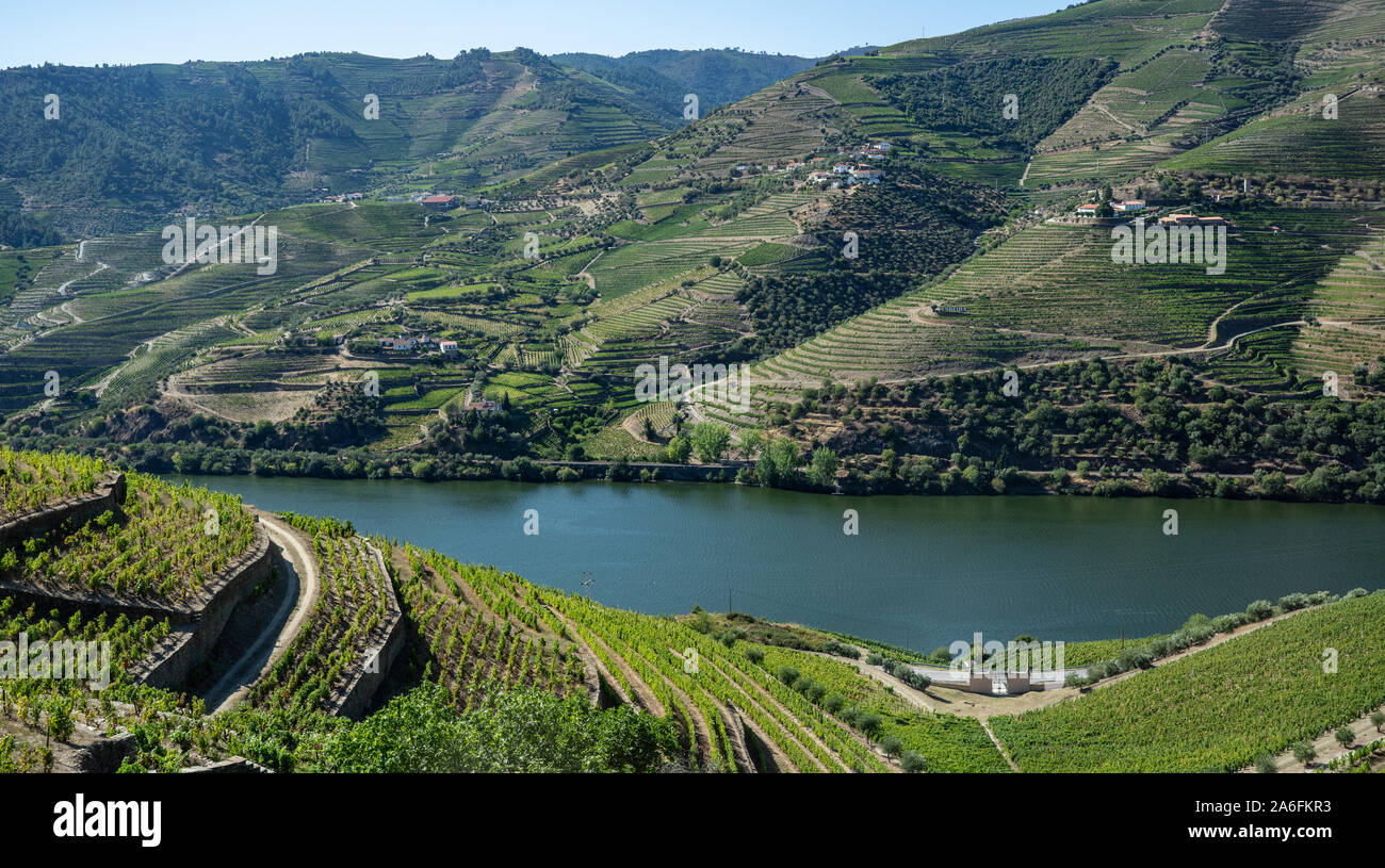Terraces of grape vines for port wine production line the hillsides of ...