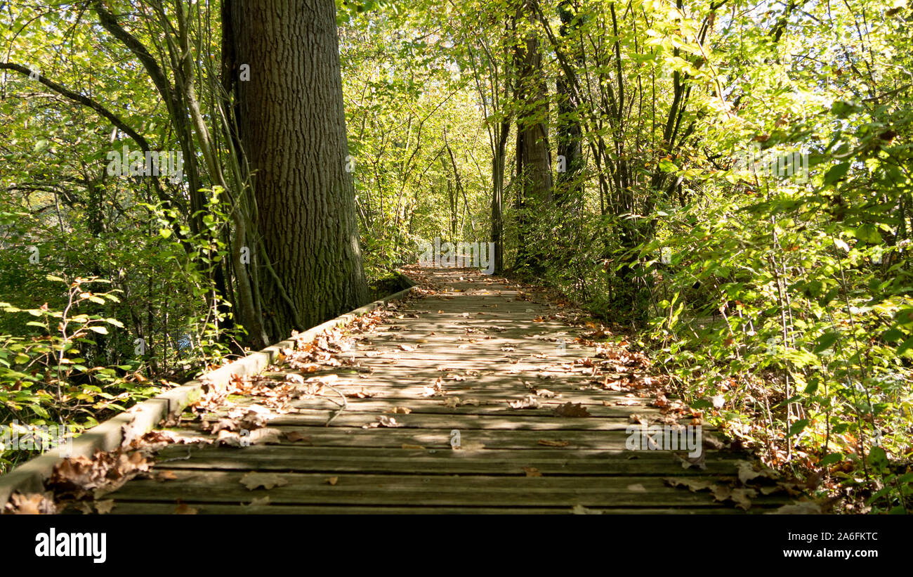 Autumn mood in the forest Stock Photo - Alamy