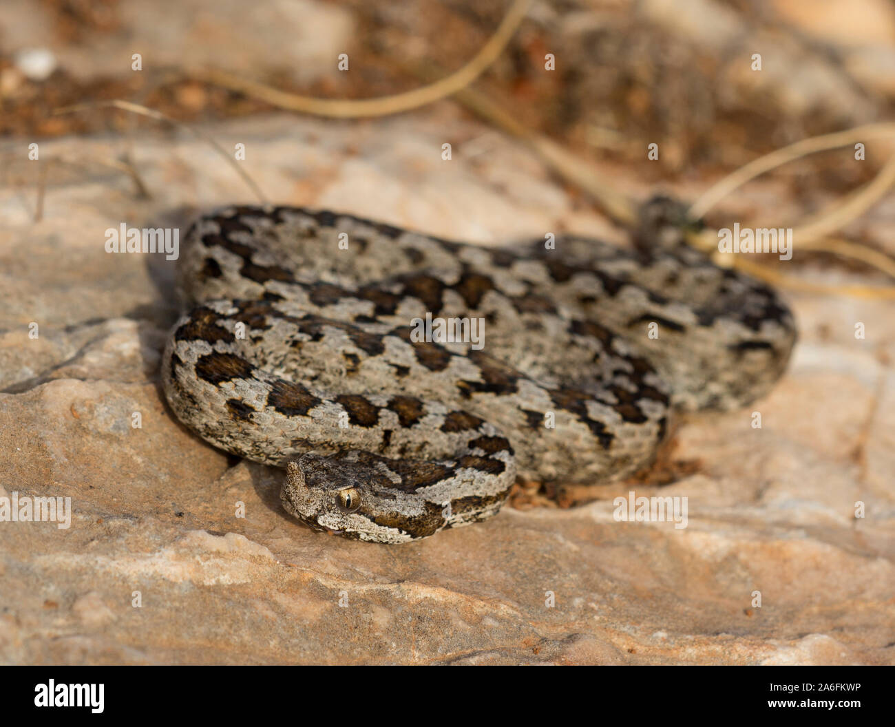 Male Nose-horned Viper (Vipera ammodytes) on the Greek Island of Ios ...