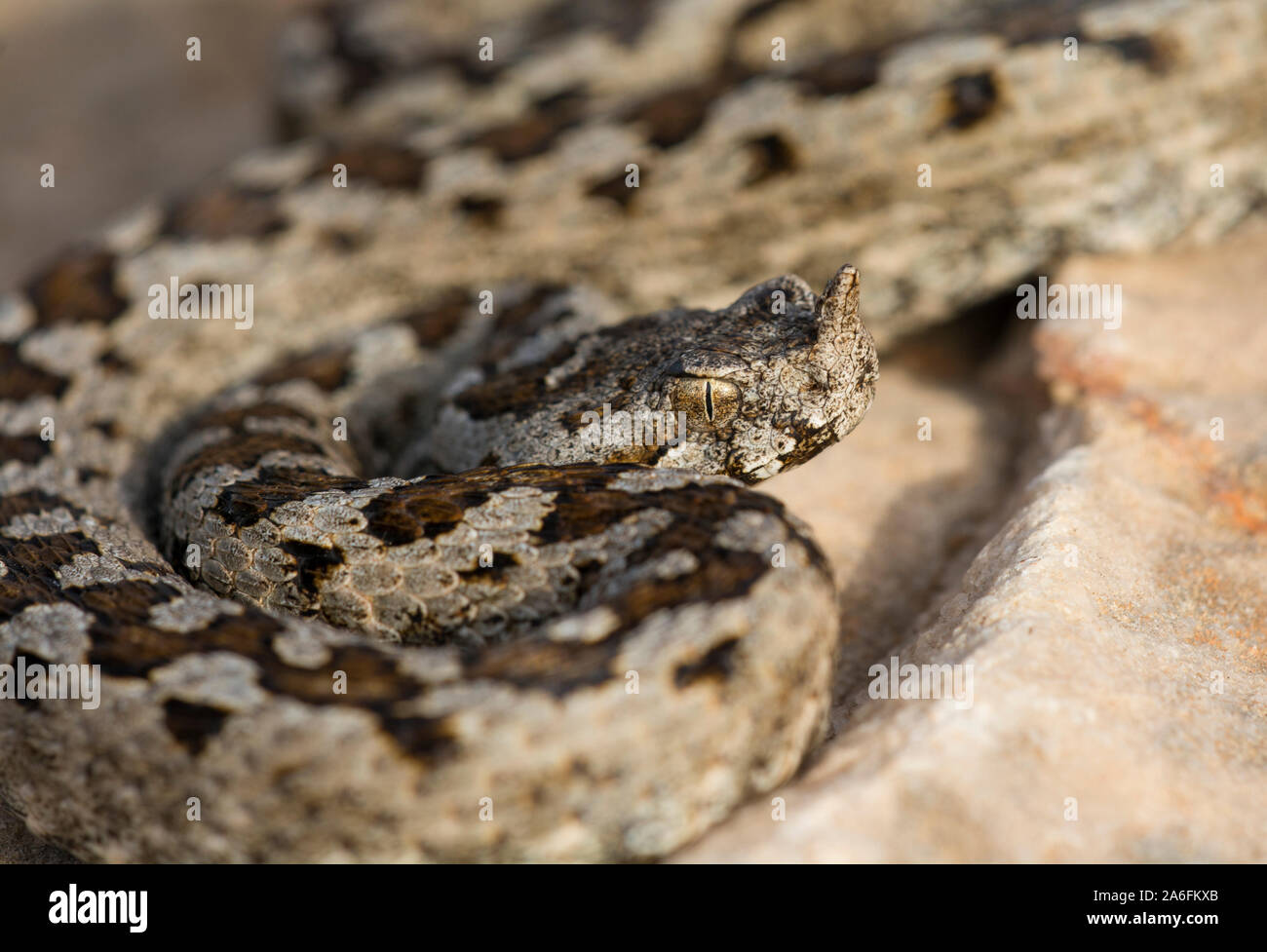 Male Nose-horned Viper (Vipera ammodytes) on the Greek Island of Ios ...