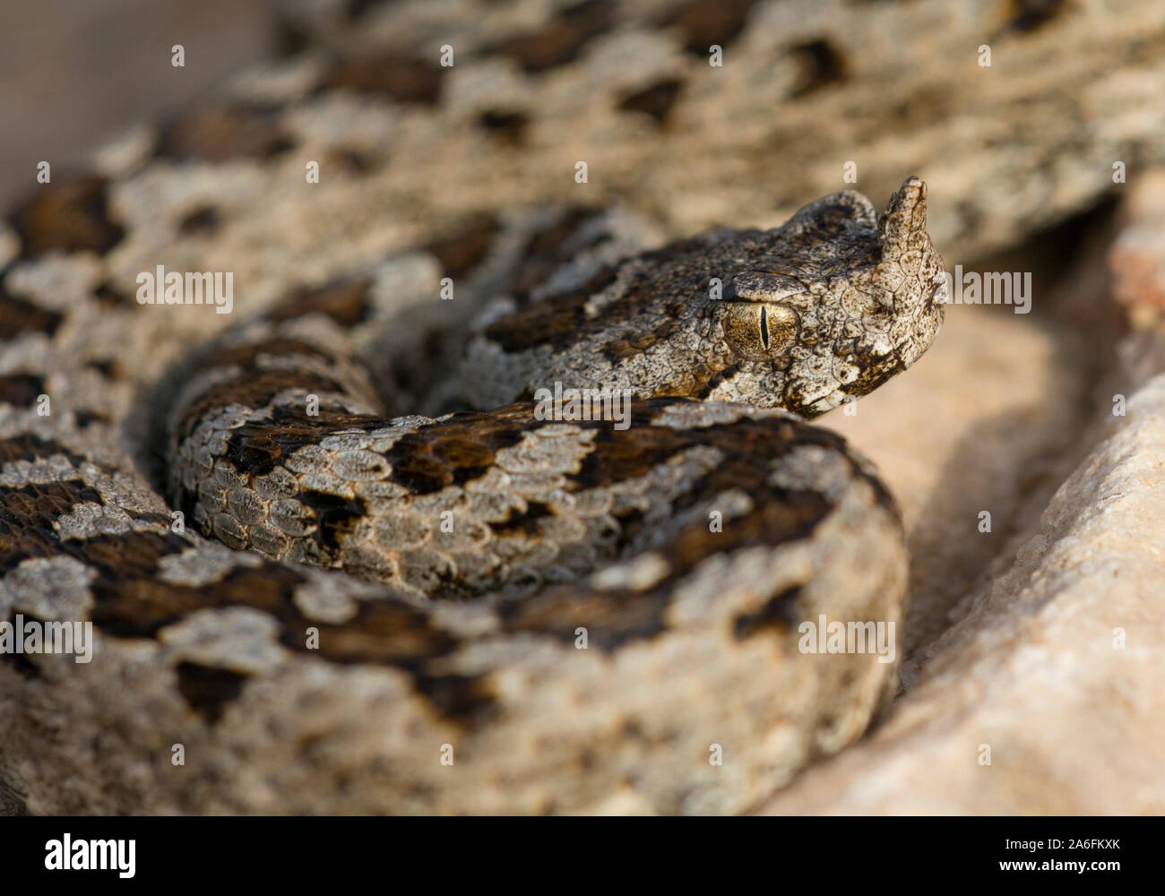 Snakes of the greek islands hi-res stock photography and images - Alamy