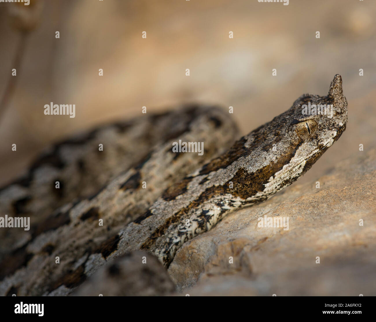 Snakes of the greek islands hi-res stock photography and images - Alamy