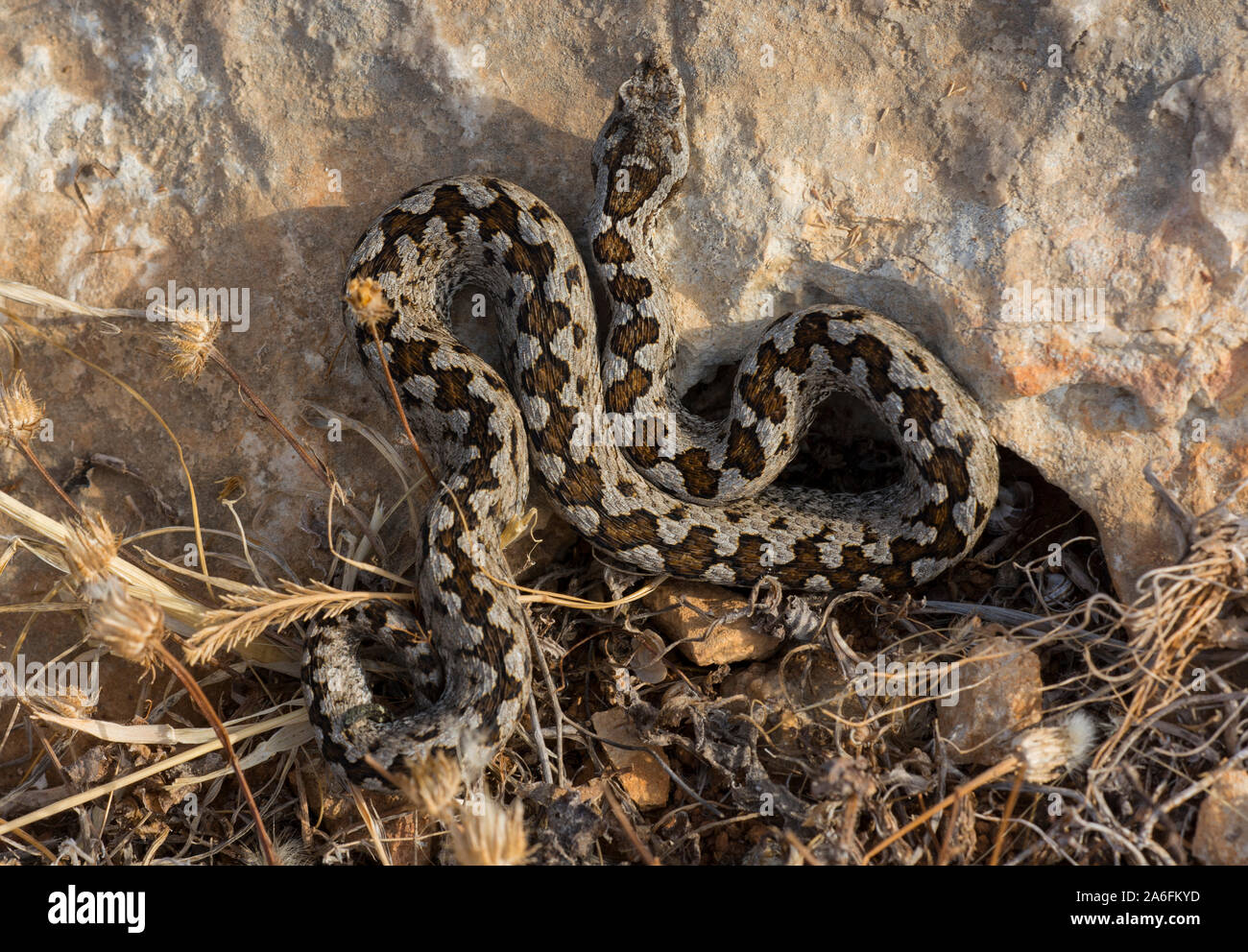 Venomous snakes of greece hi-res stock photography and images - Alamy