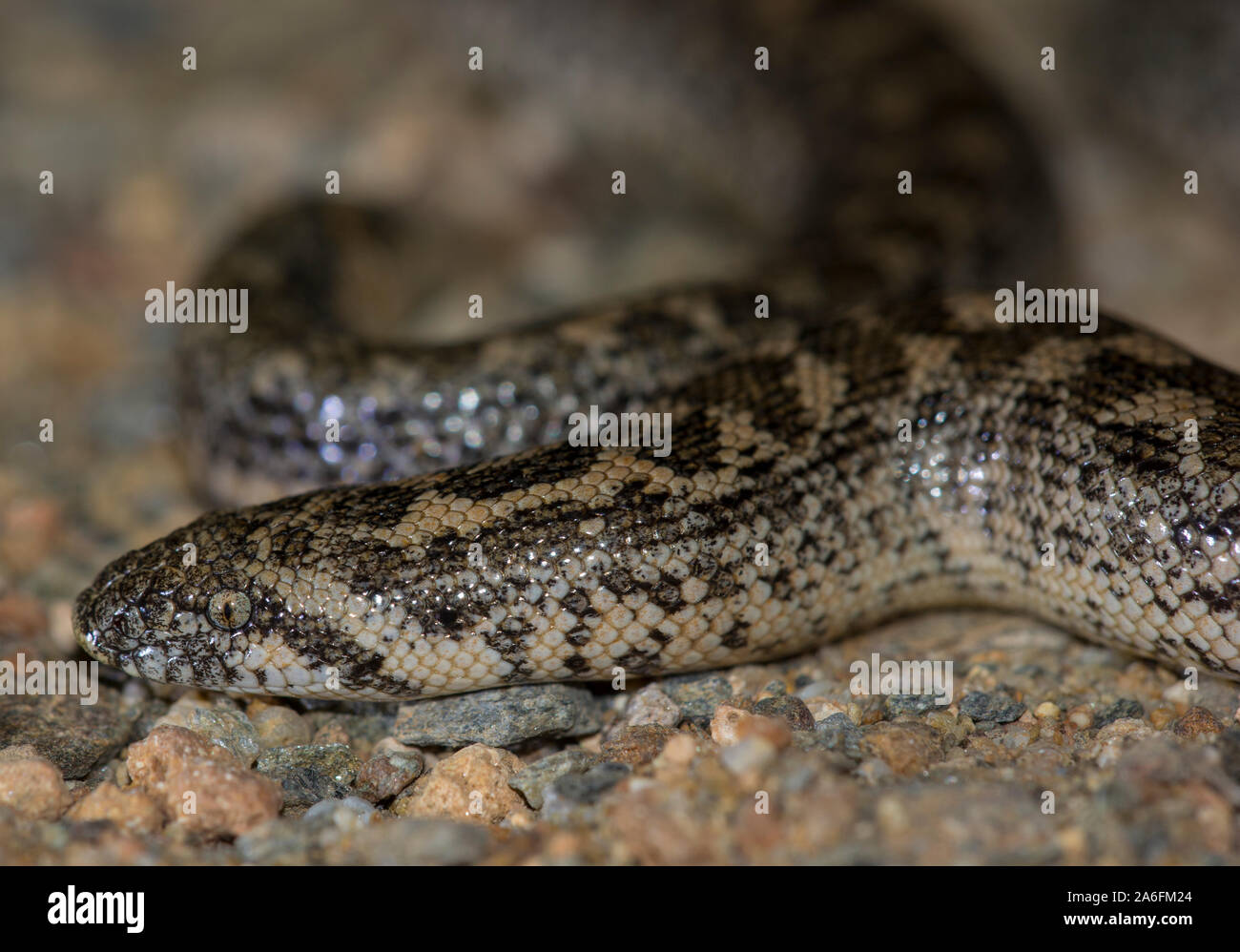 Snakes Of The Greek Islands High Resolution Stock Photography and ...