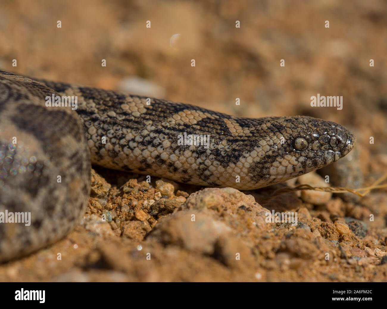 Snakes of the greek islands hi-res stock photography and images - Alamy