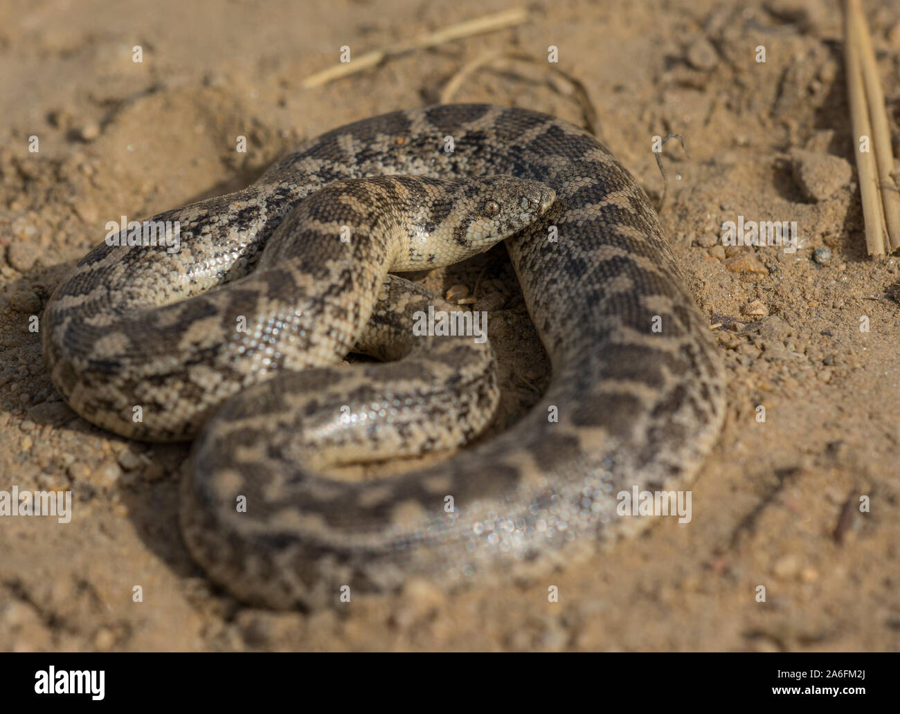 Snakes of the greek islands hi-res stock photography and images - Alamy