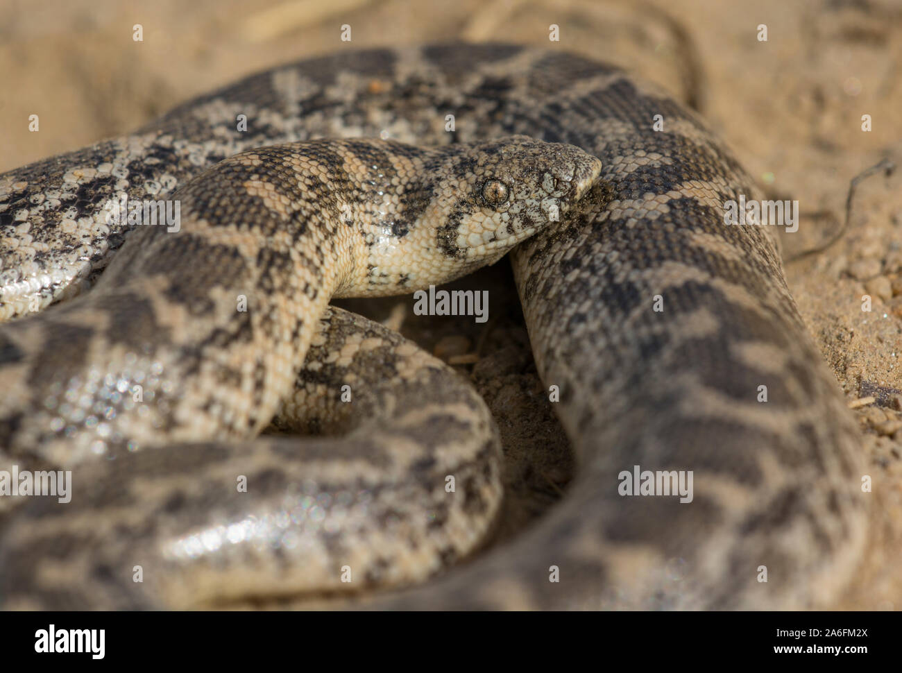 Snakes Of The Greek Islands High Resolution Stock Photography and ...