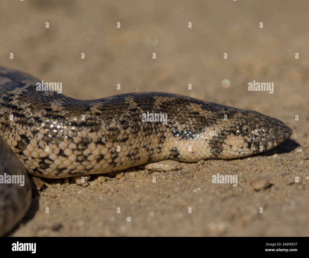 Snakes Of The Greek Islands High Resolution Stock Photography and ...