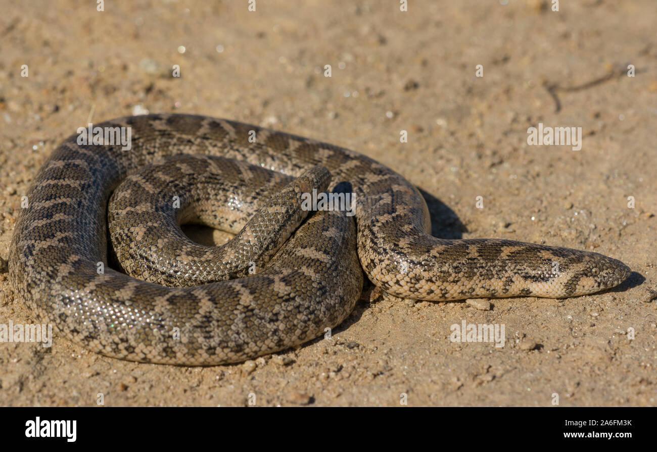 Snakes of the greek islands hi-res stock photography and images - Alamy