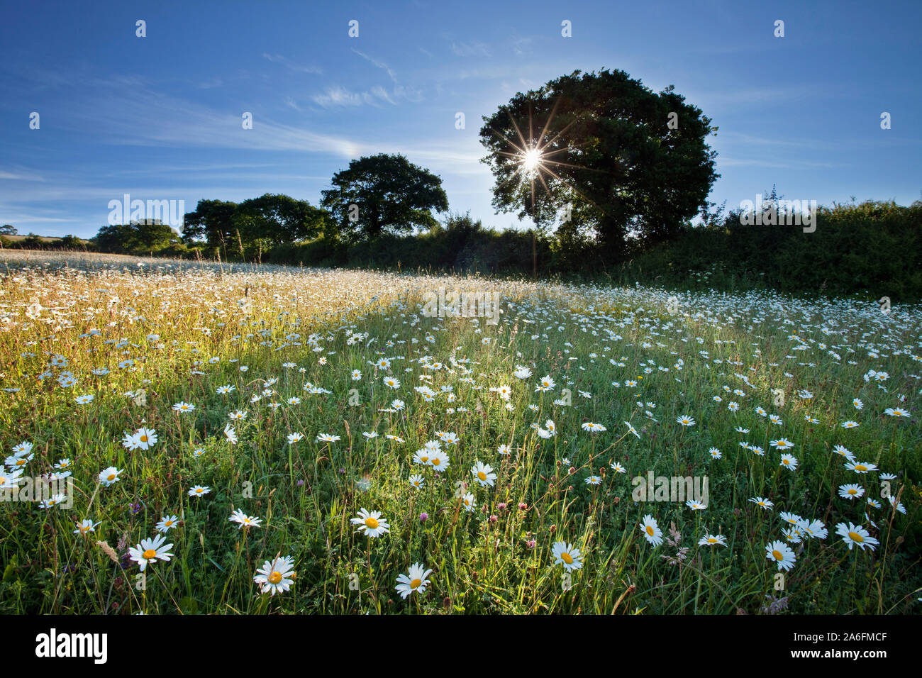 Hardington Moor, West Coker, Somerset, England, UK Stock Photo - Alamy