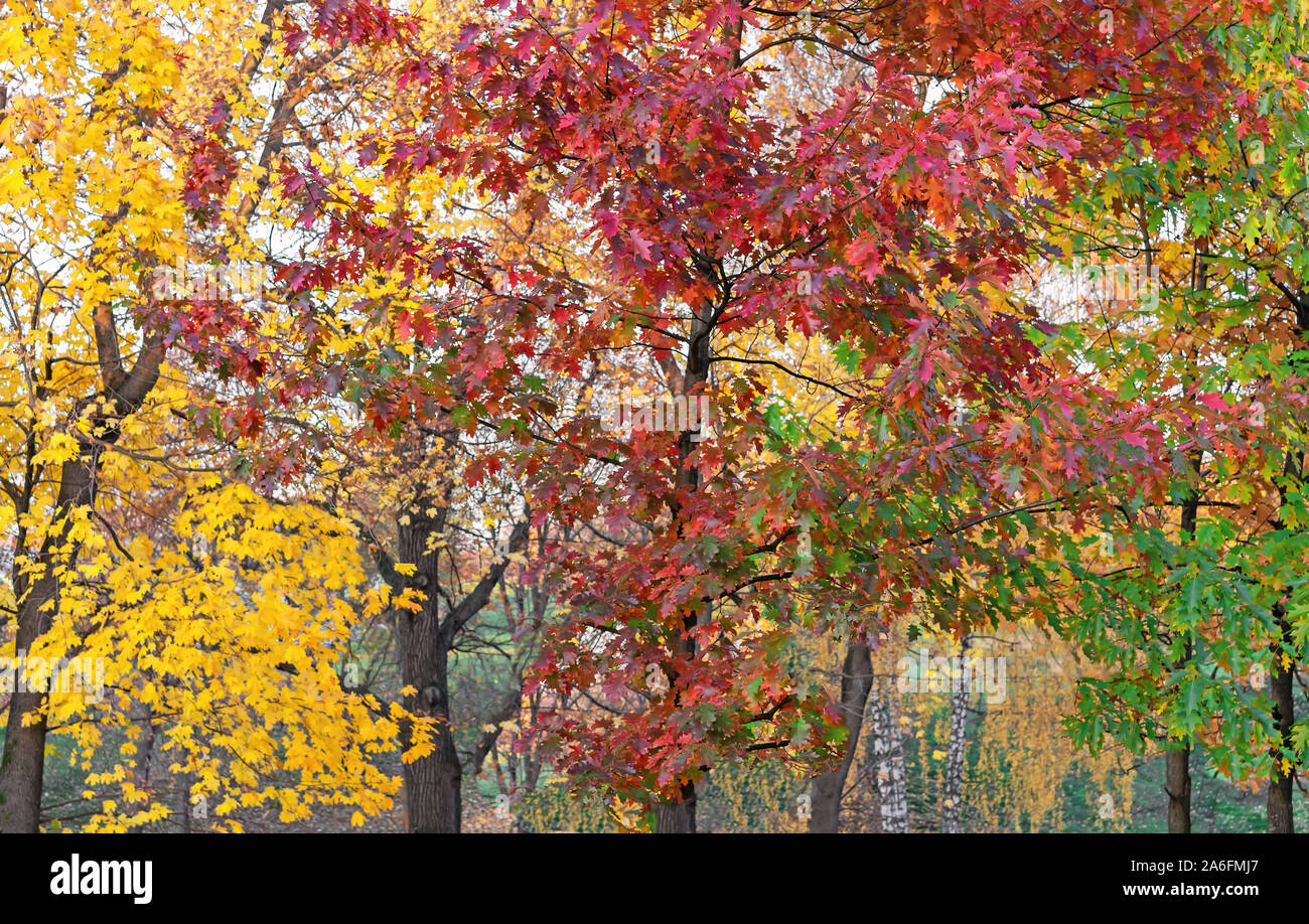 Trees with yellow, green and red leaves. The colors of autumn Stock ...