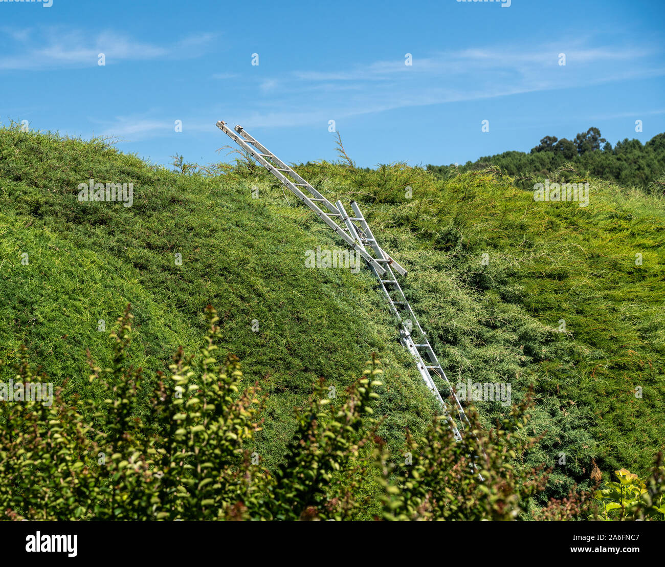 Yew hedge hi-res stock photography and images - Alamy