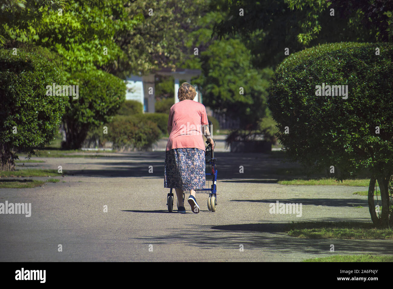 old woman with a walker, back view of a lady with physical impairment ...