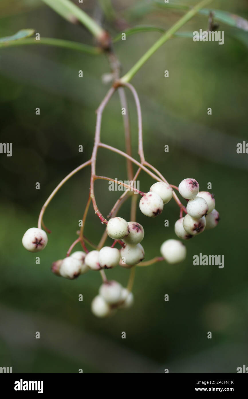 Sorbus berries tree garden uk hi-res stock photography and images - Alamy