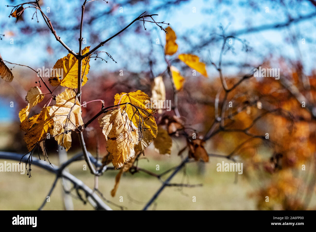 autumn leaves on the branches of trees and fall to the ground Stock ...