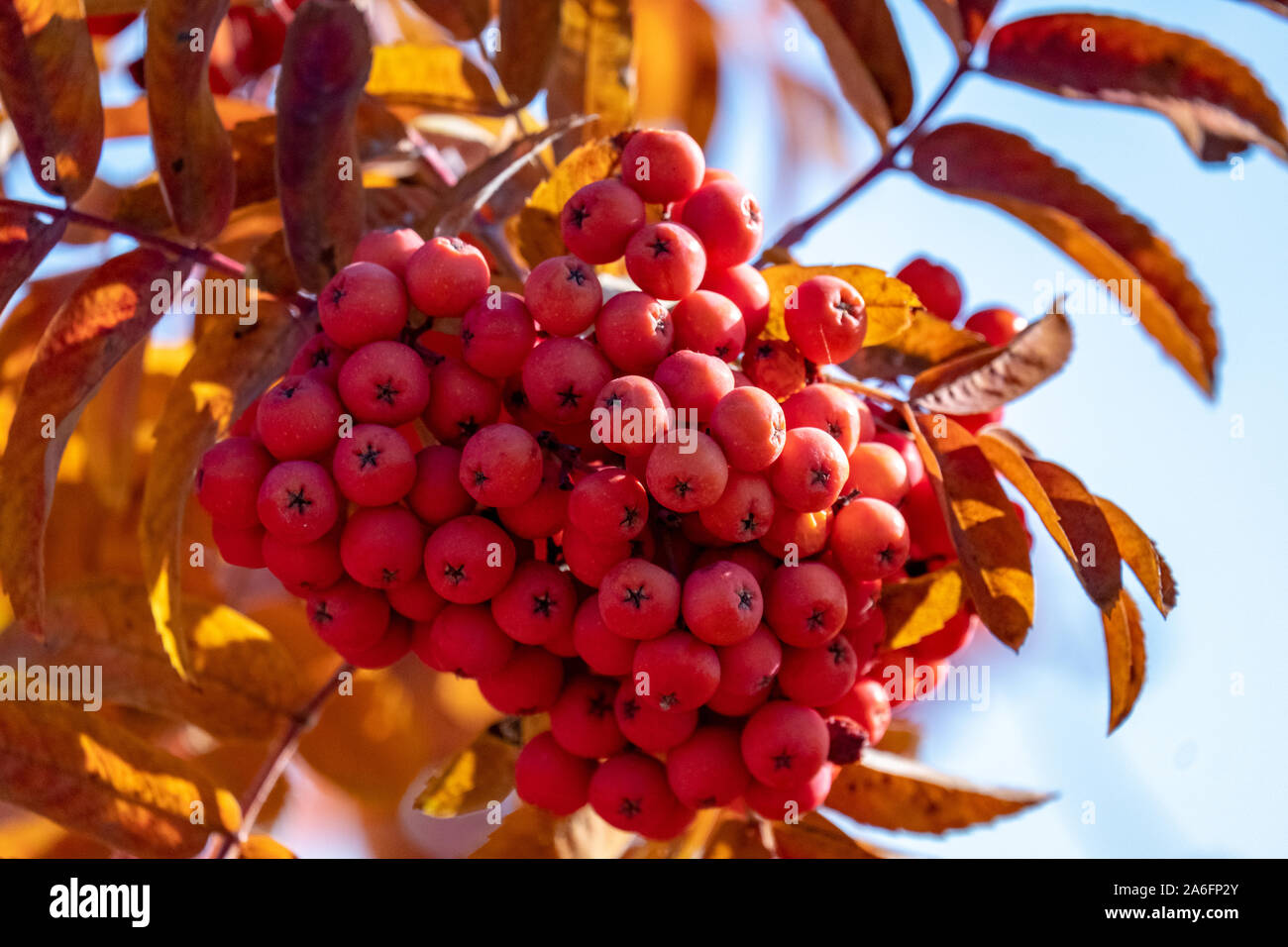 red mountain ash grows on the tree in autumn Stock Photo - Alamy