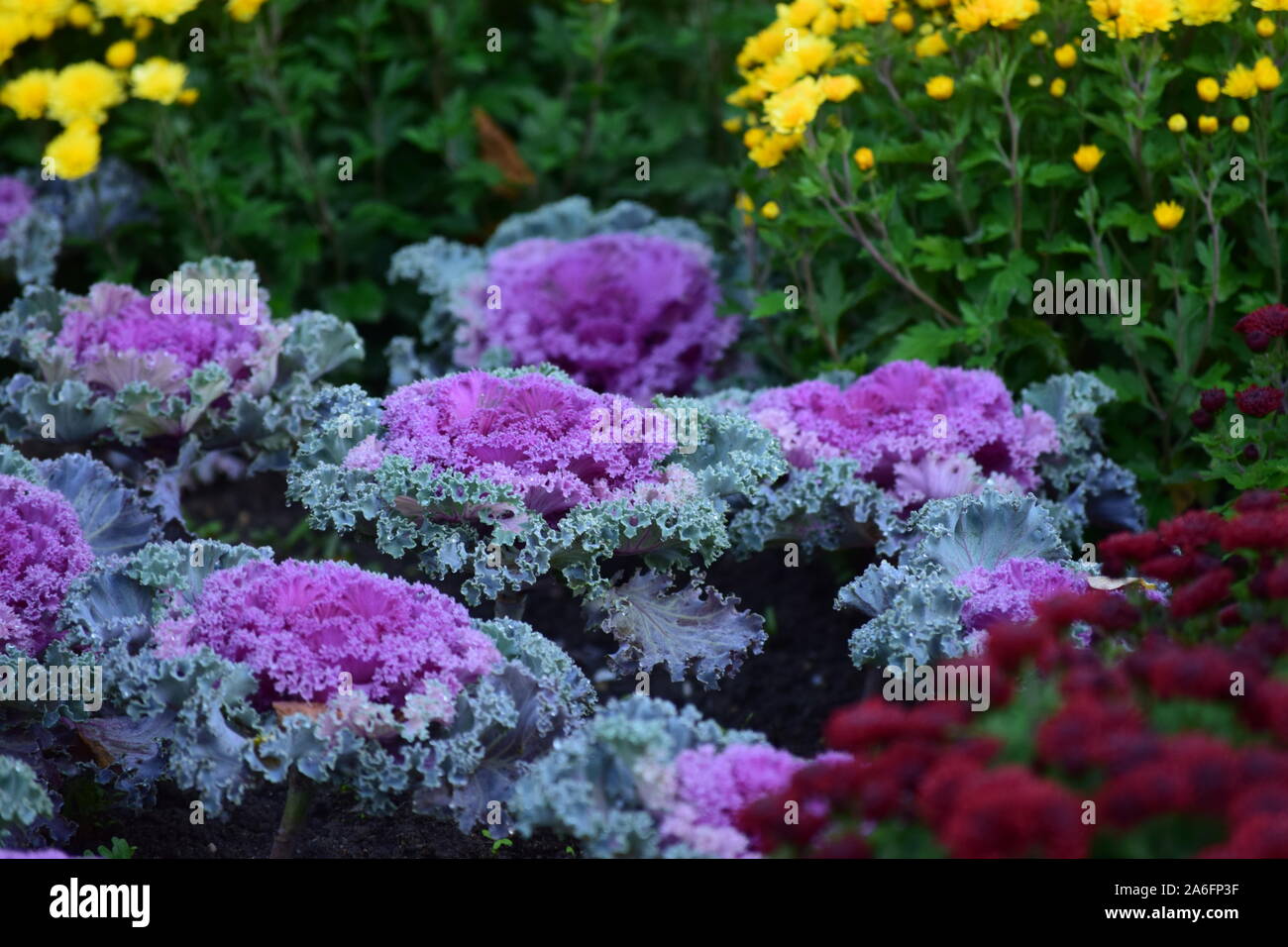 two-colored Ornamental cabbage as Urban greenery Stock Photo - Alamy