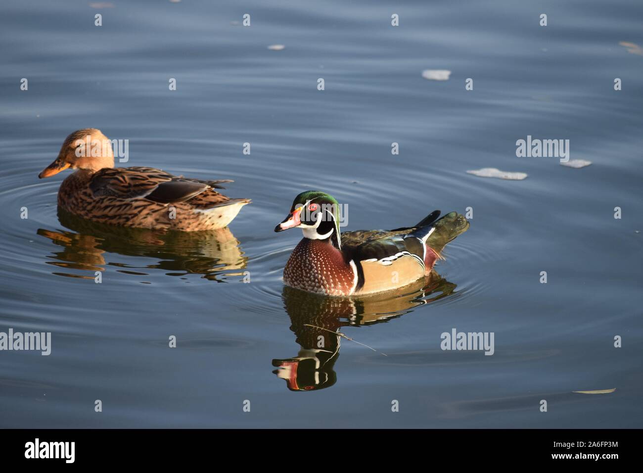 Together on the water hi-res stock photography and images - Alamy