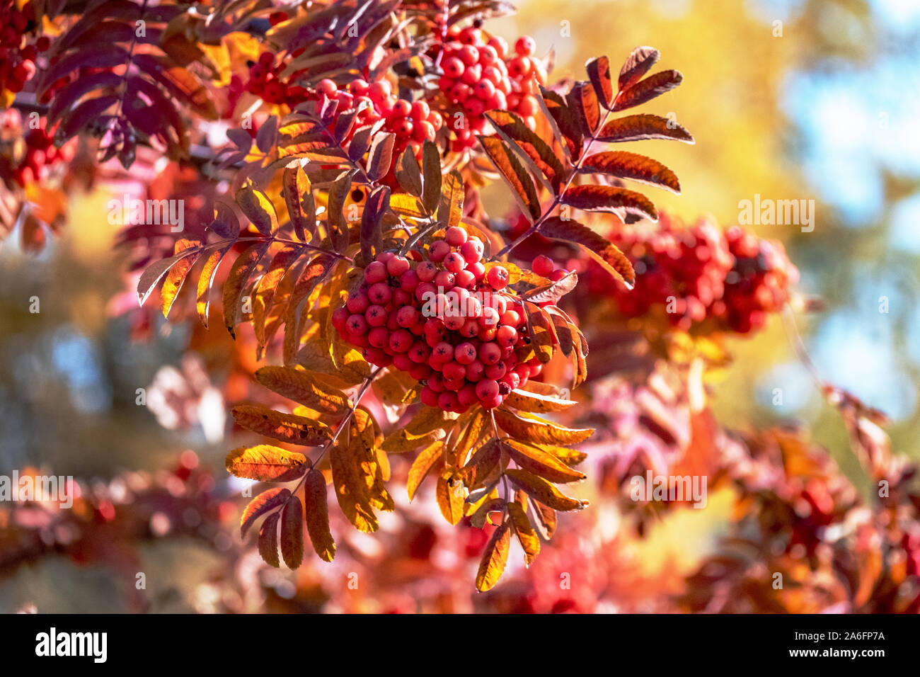 red mountain ash grows on the tree in autumn Stock Photo - Alamy