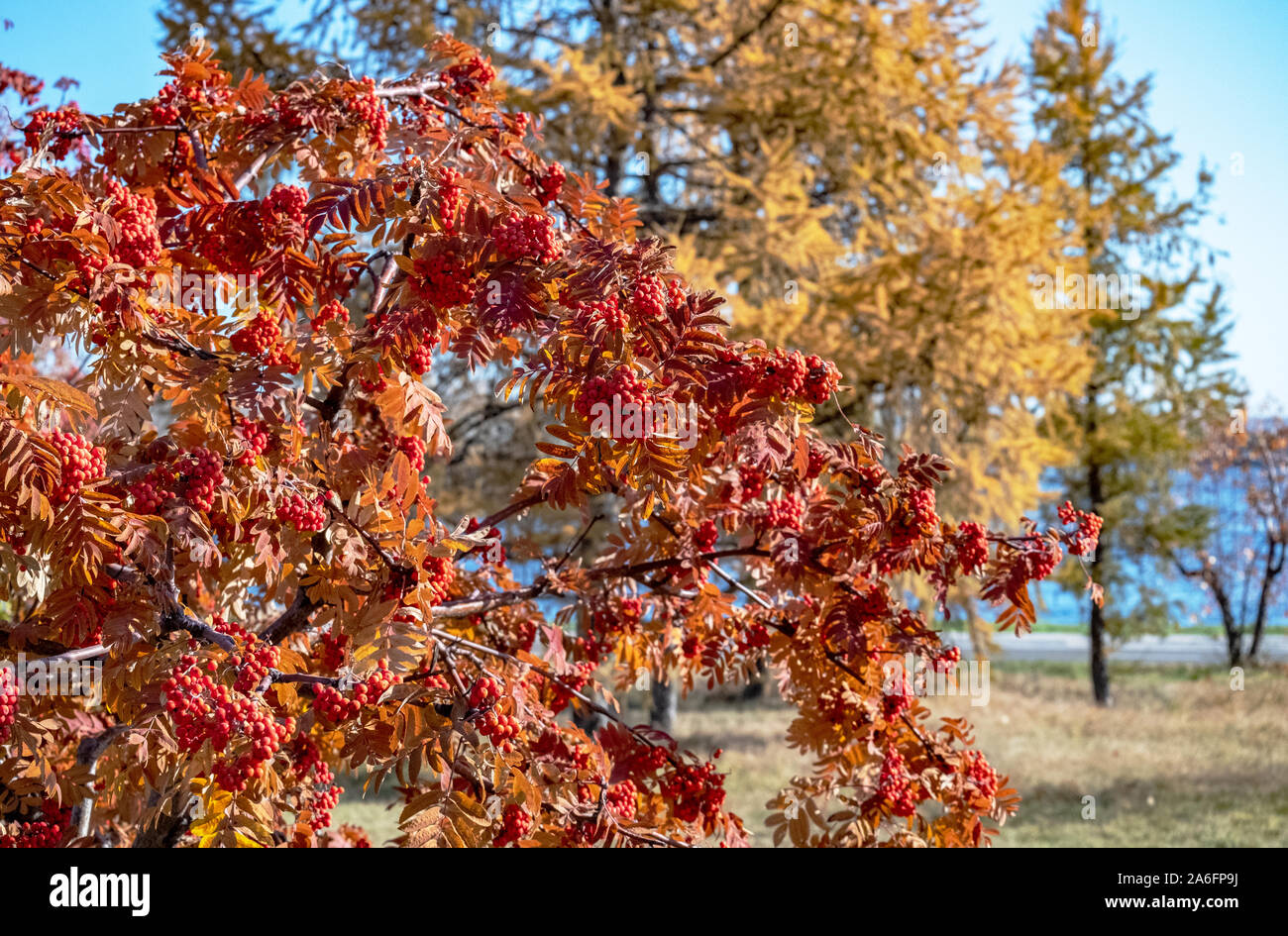 Mountain ash bush on hi-res stock photography and images - Alamy