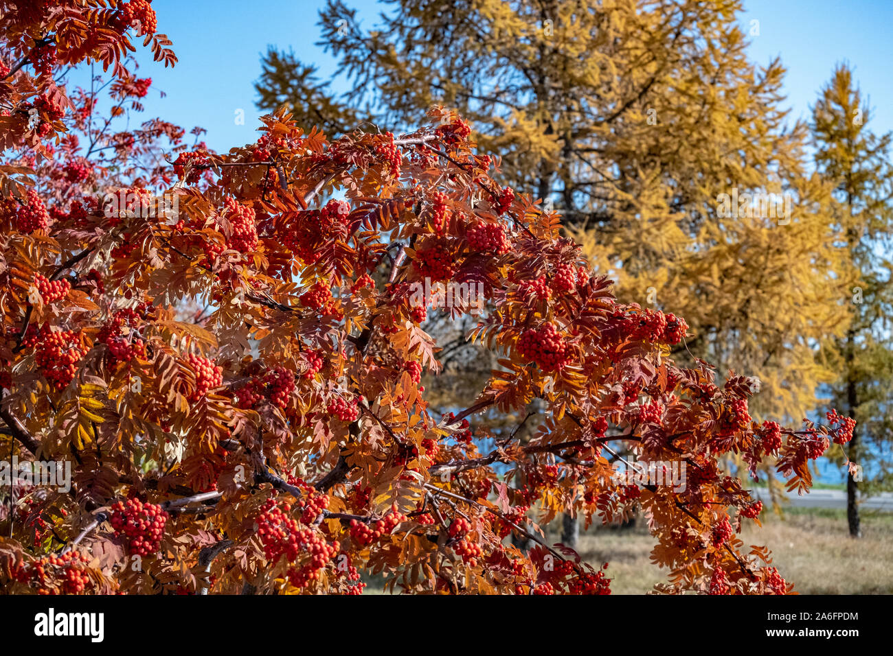 red mountain ash grows on the tree in autumn Stock Photo - Alamy