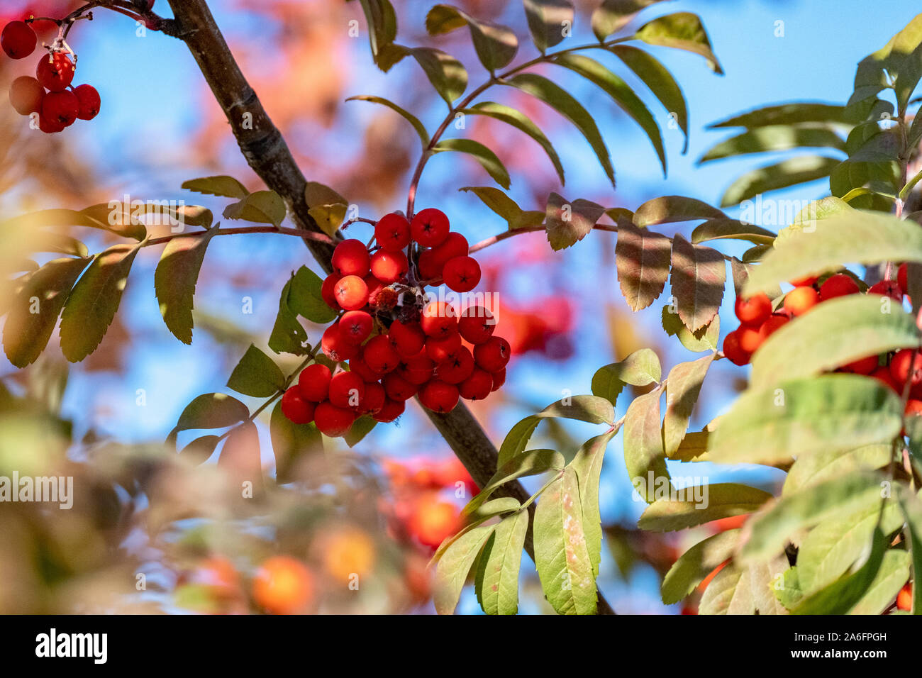 red mountain ash grows on the tree in autumn Stock Photo - Alamy