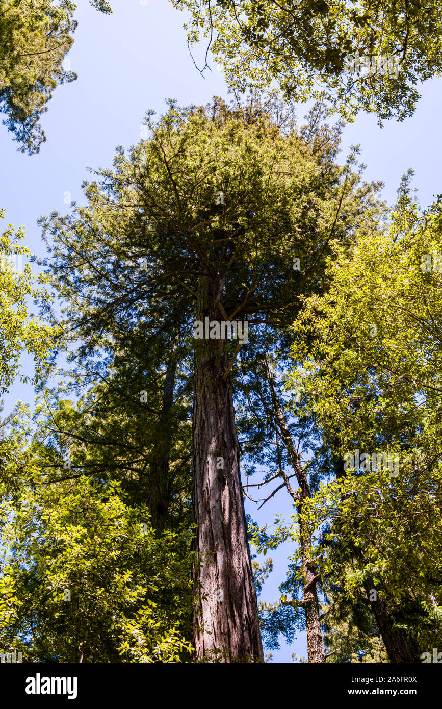 Big basin state park hi-res stock photography and images - Alamy
