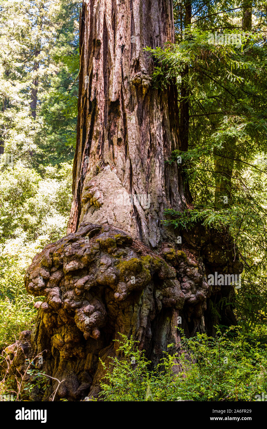Redwood burl hi-res stock photography and images - Alamy