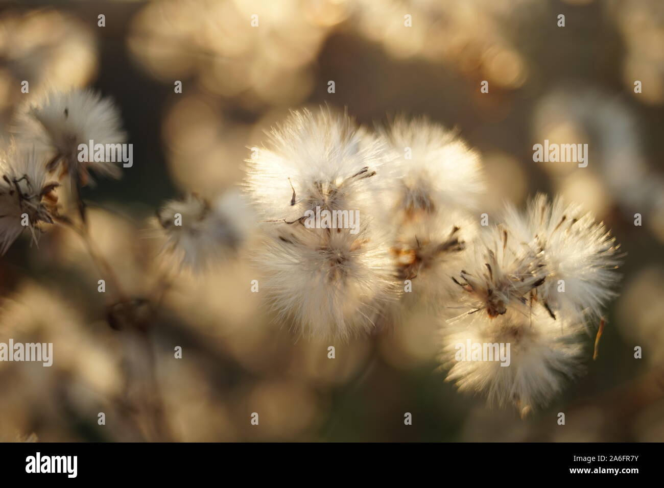 Fluffy round flowers hi-res stock photography and images - Alamy