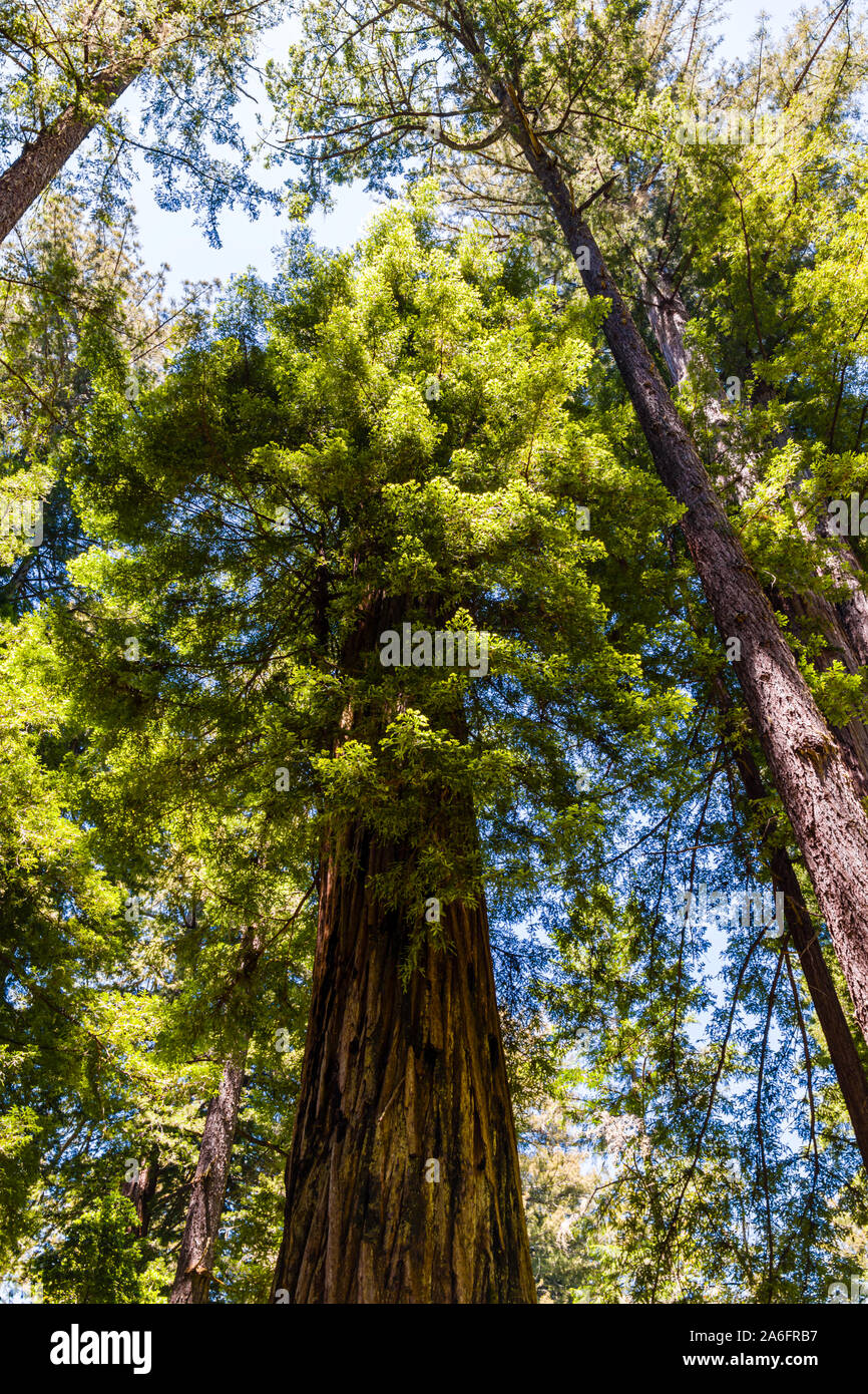Redwood canopy hi-res stock photography and images - Alamy