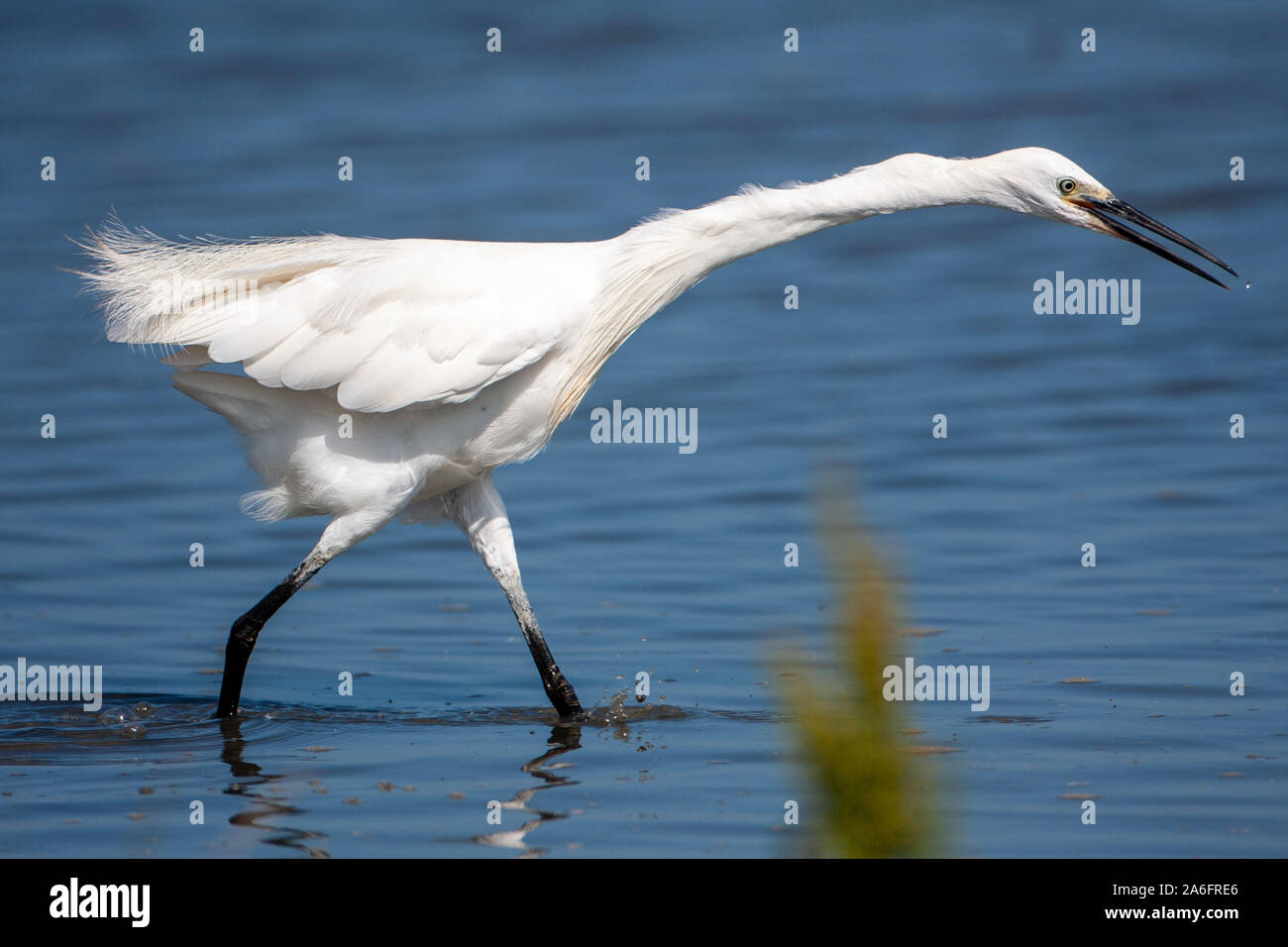 Little Egret, Egretta garzetta, It is a white bird with a slender black ...