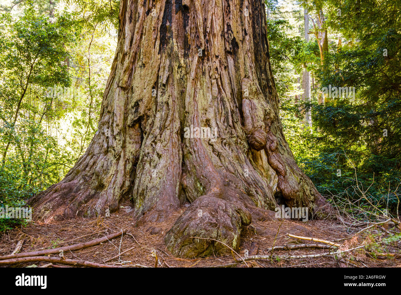 Tallest redwood hi-res stock photography and images - Alamy