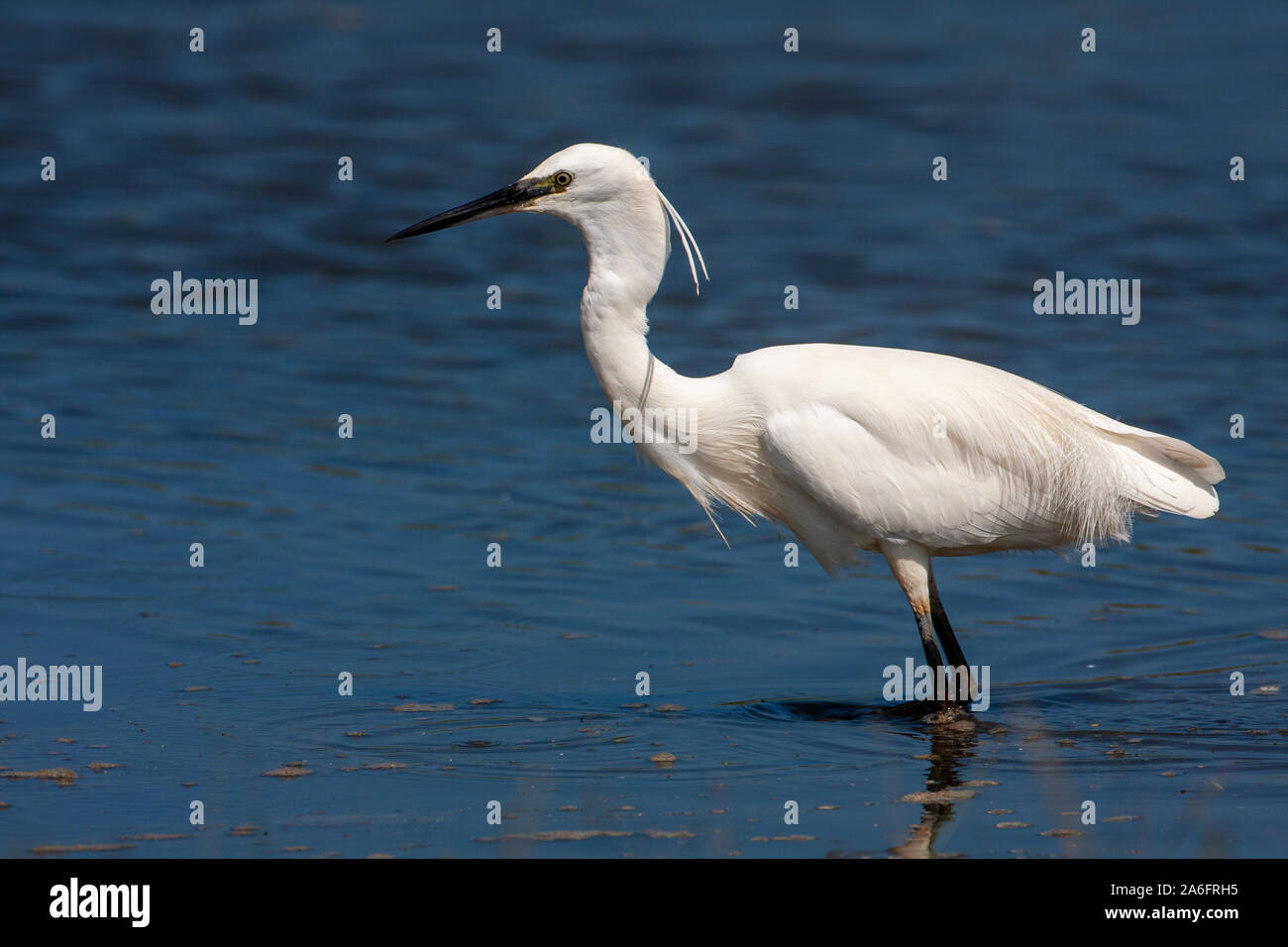 Yellow feet and long black legs hi-res stock photography and images - Alamy