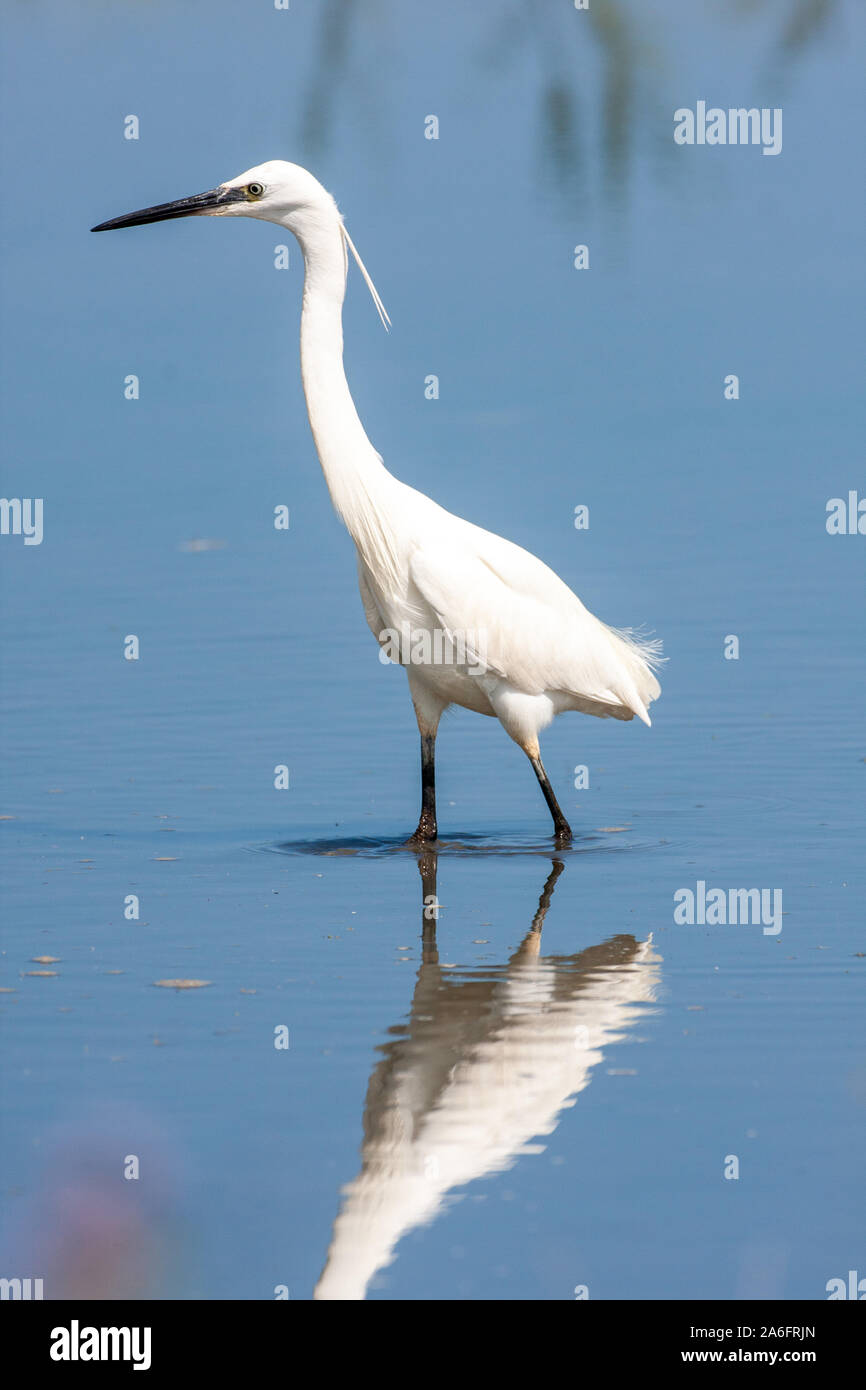 Little Egret, Egretta garzetta, It is a white bird with a slender black ...