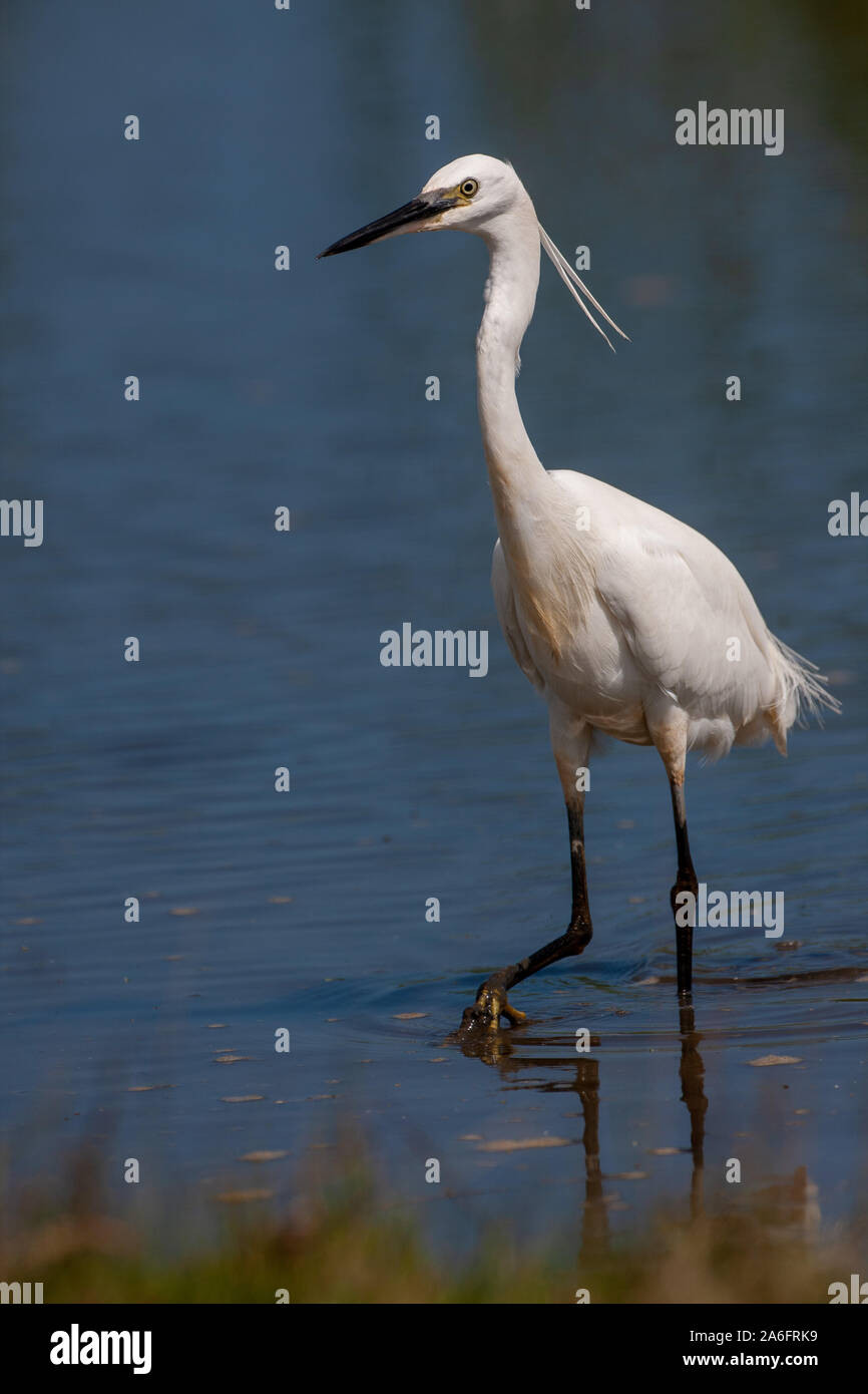 Little Egret, Egretta garzetta, It is a white bird with a slender black ...