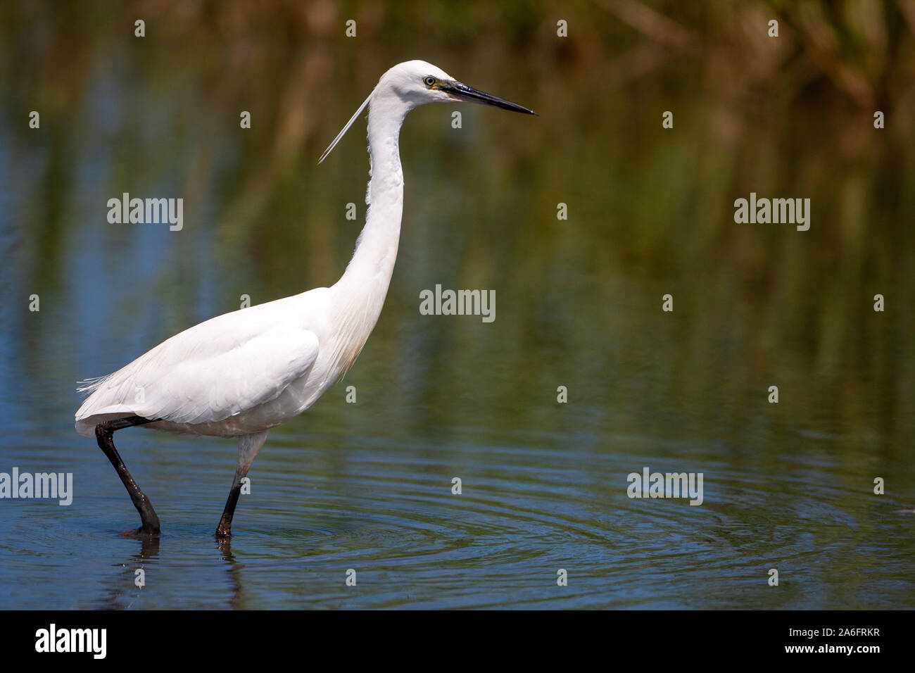 Little Egret, Egretta garzetta, It is a white bird with a slender black ...
