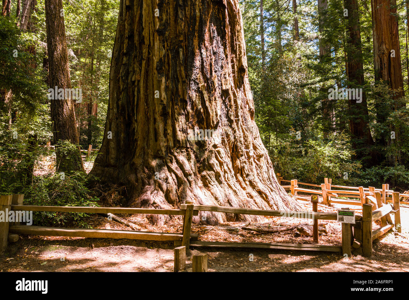 Big Basin Redwood State Park, Mother of the Forest Stock Photo - Alamy