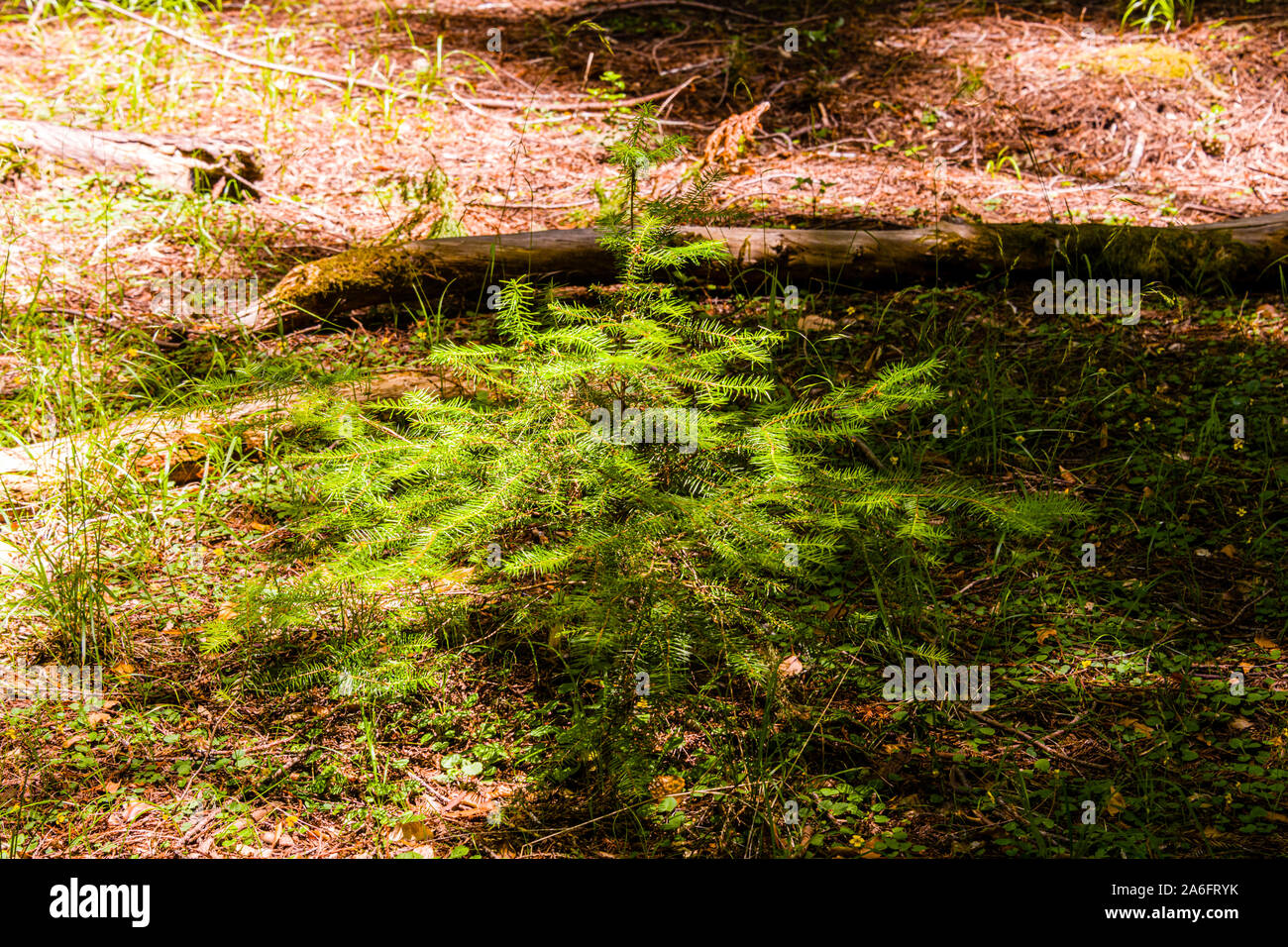 Big Basin Redwood State Park, Baby Redwood Tree Stock Photo - Alamy