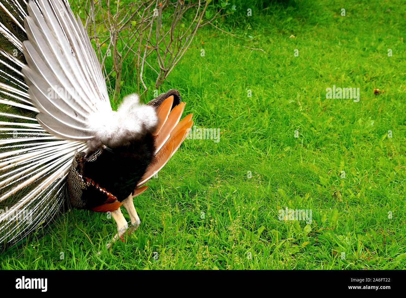 A bright peacock with a beautiful tail walks along the green grass at ...