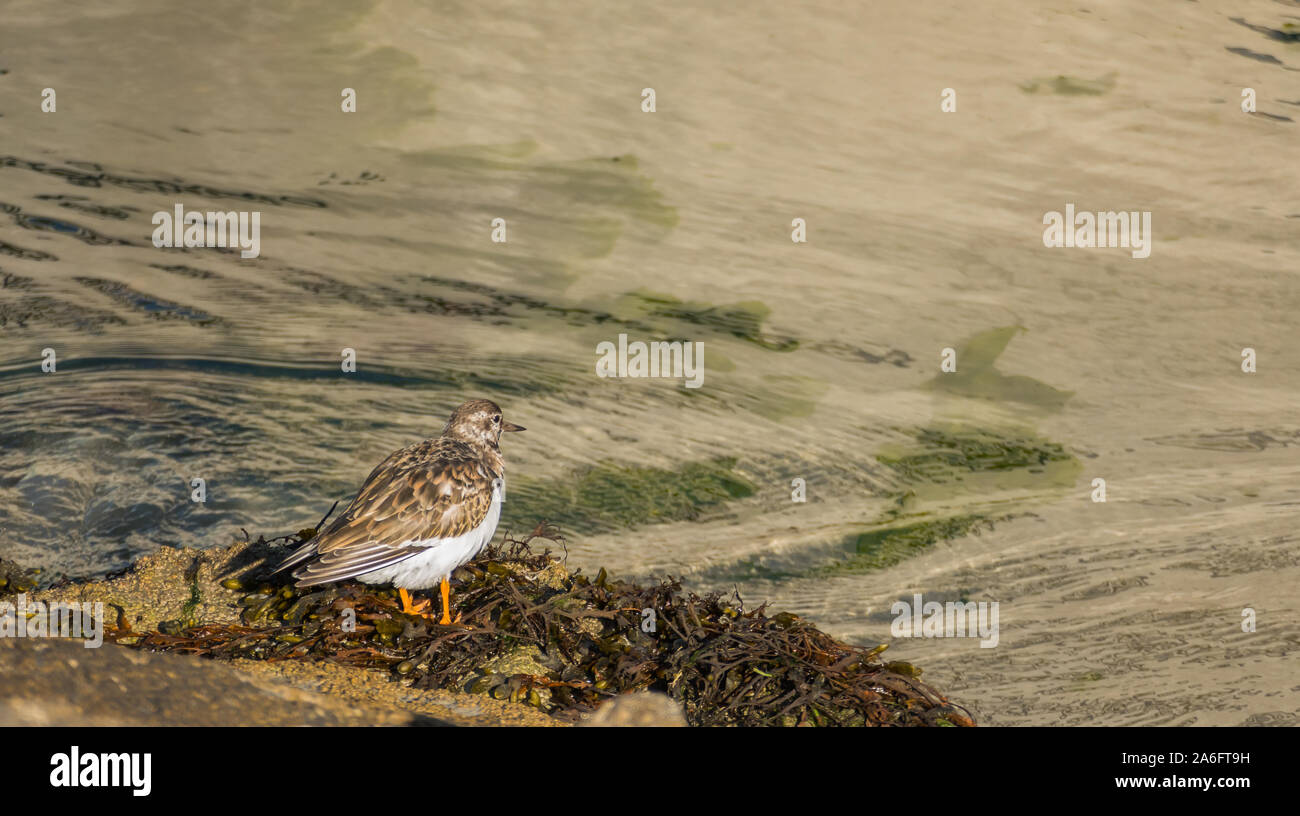 Piper bird hi-res stock photography and images - Alamy