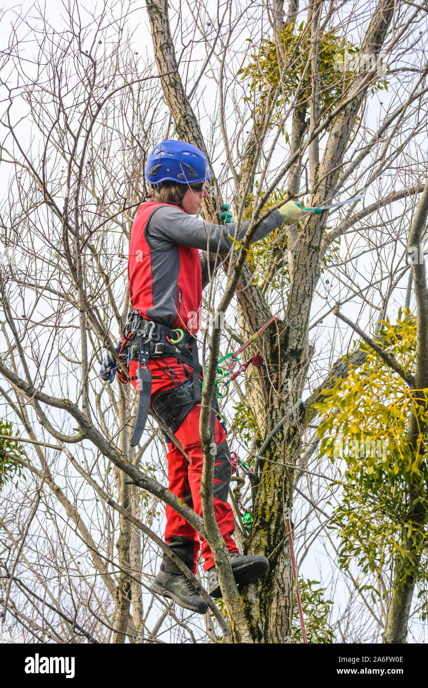 Treeworker doing his arduous and demanding job Stock Photo - Alamy