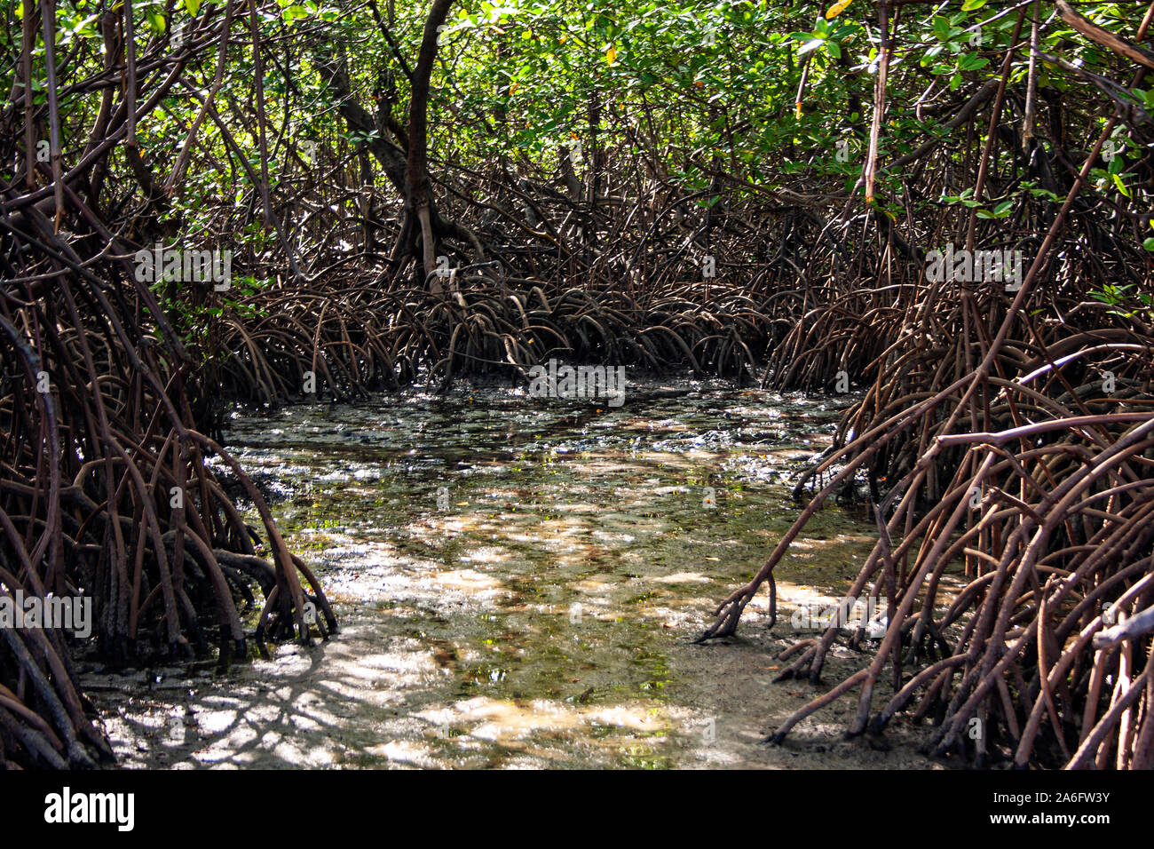 Pontal de Maracaipe, Brazil, guided boat excursion to a mangrove swamp ...