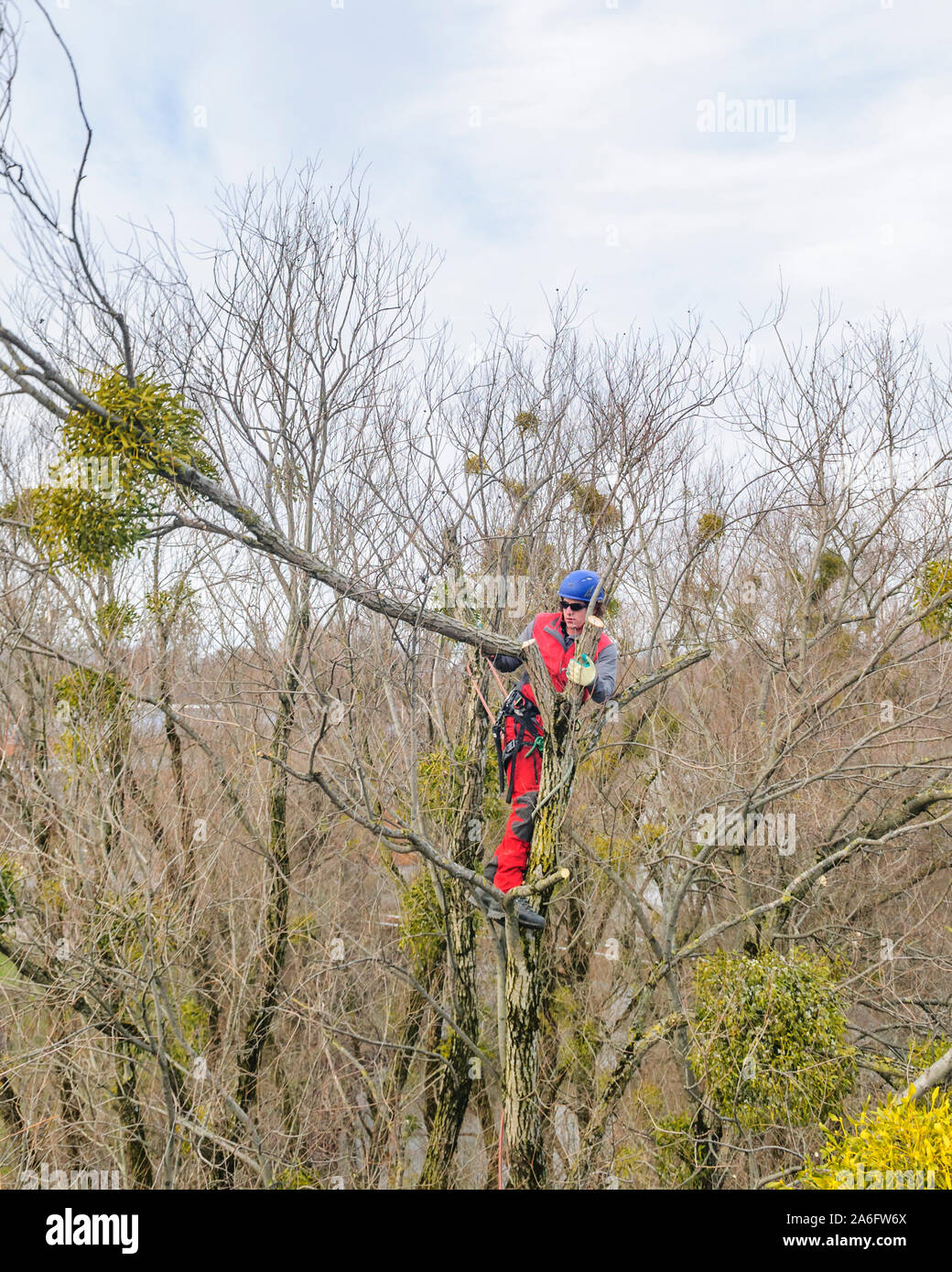 Treeworker doing his arduous and demanding job Stock Photo - Alamy