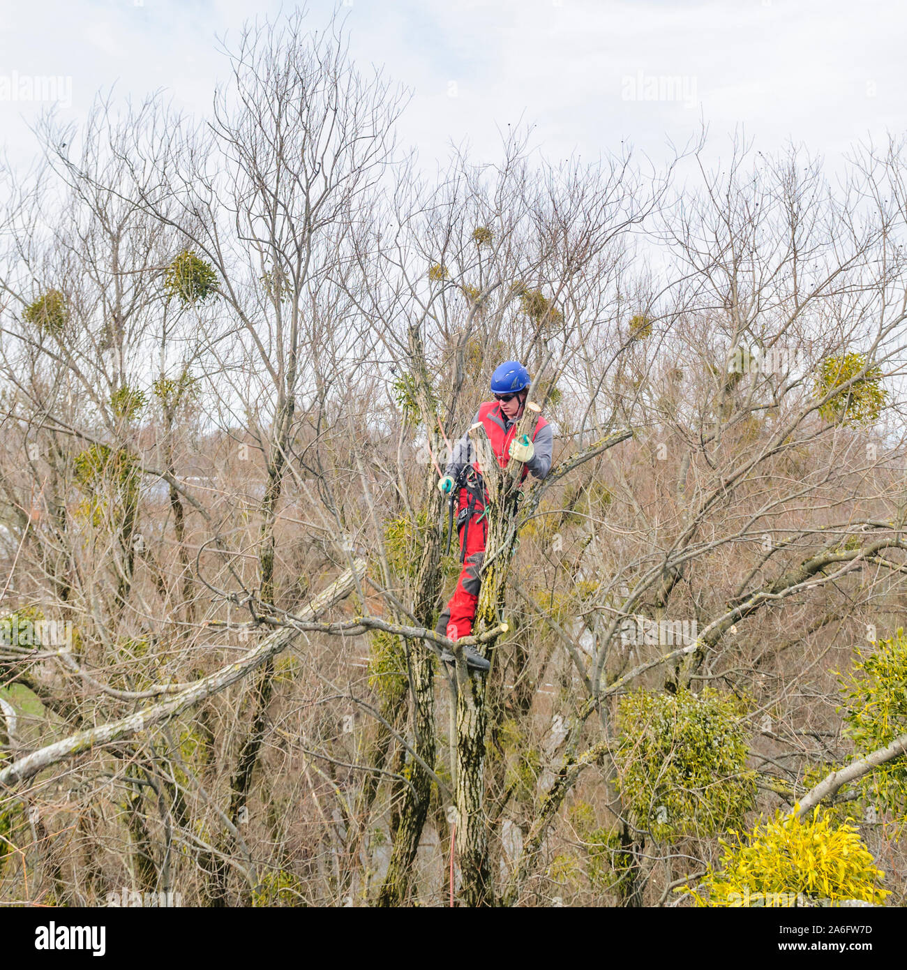 Treeworker doing his arduous and demanding job Stock Photo - Alamy