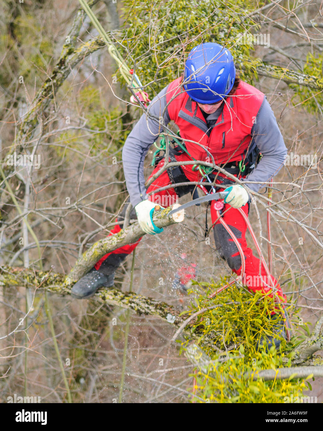 Treeworker doing his arduous and demanding job Stock Photo - Alamy