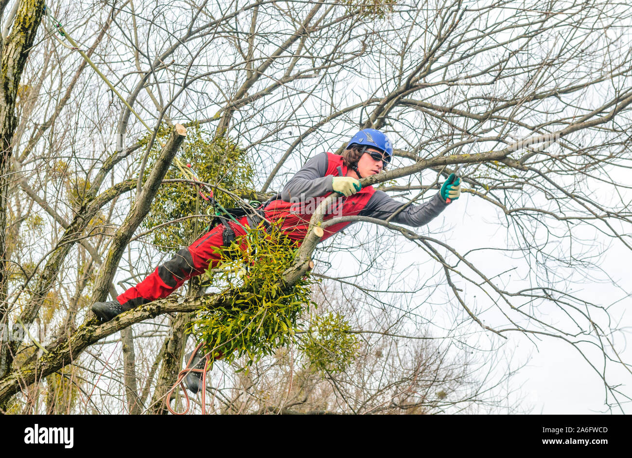 Treeworker doing his arduous and demanding job Stock Photo - Alamy