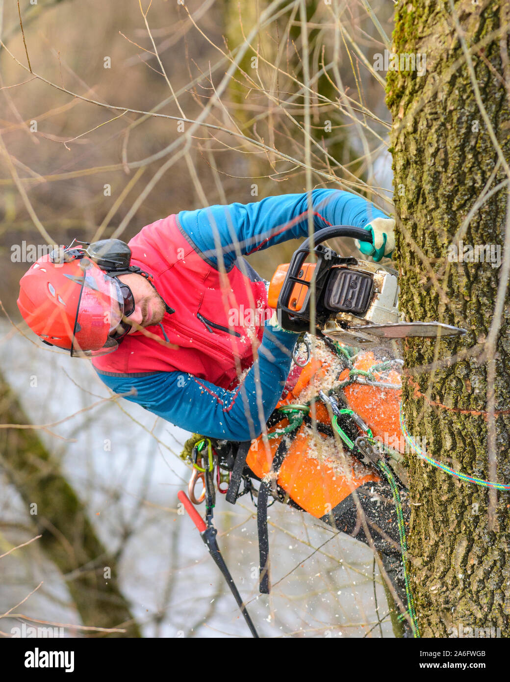 Treeworker doing his arduous and demanding job Stock Photo - Alamy