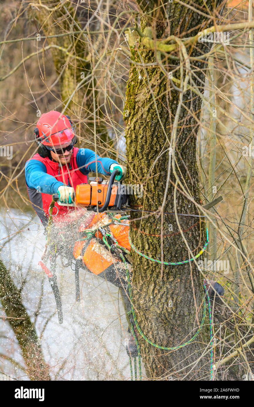 Treeworker doing his arduous and demanding job Stock Photo - Alamy
