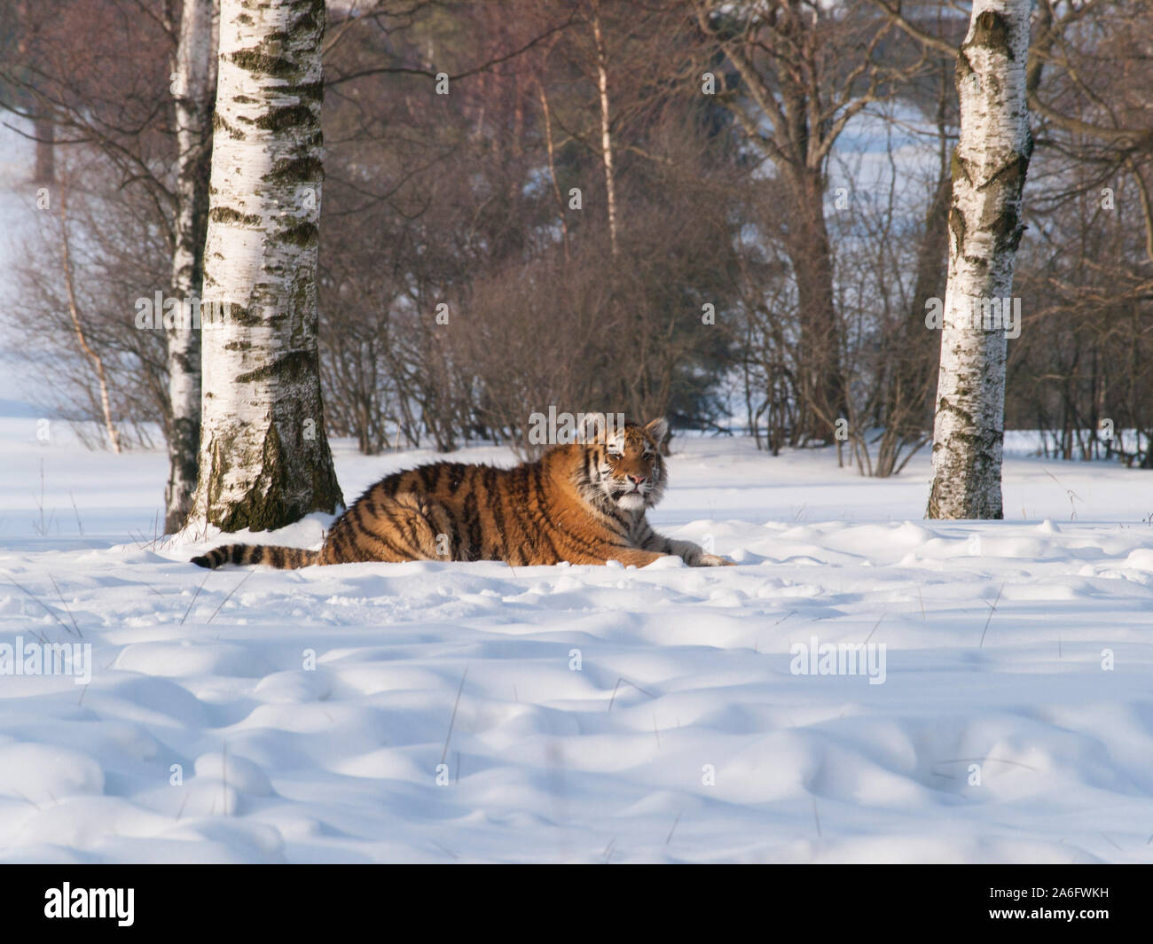 Snow tiger hi-res stock photography and images - Alamy